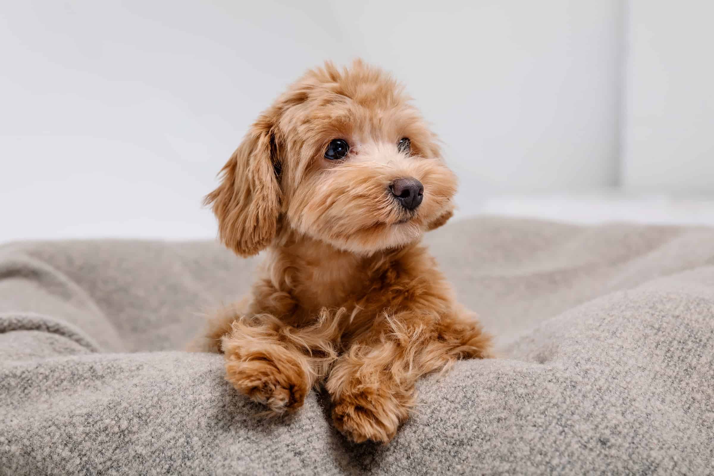 Teddy Bear Maltese: Everything You Need to Know - Bubbly Pet