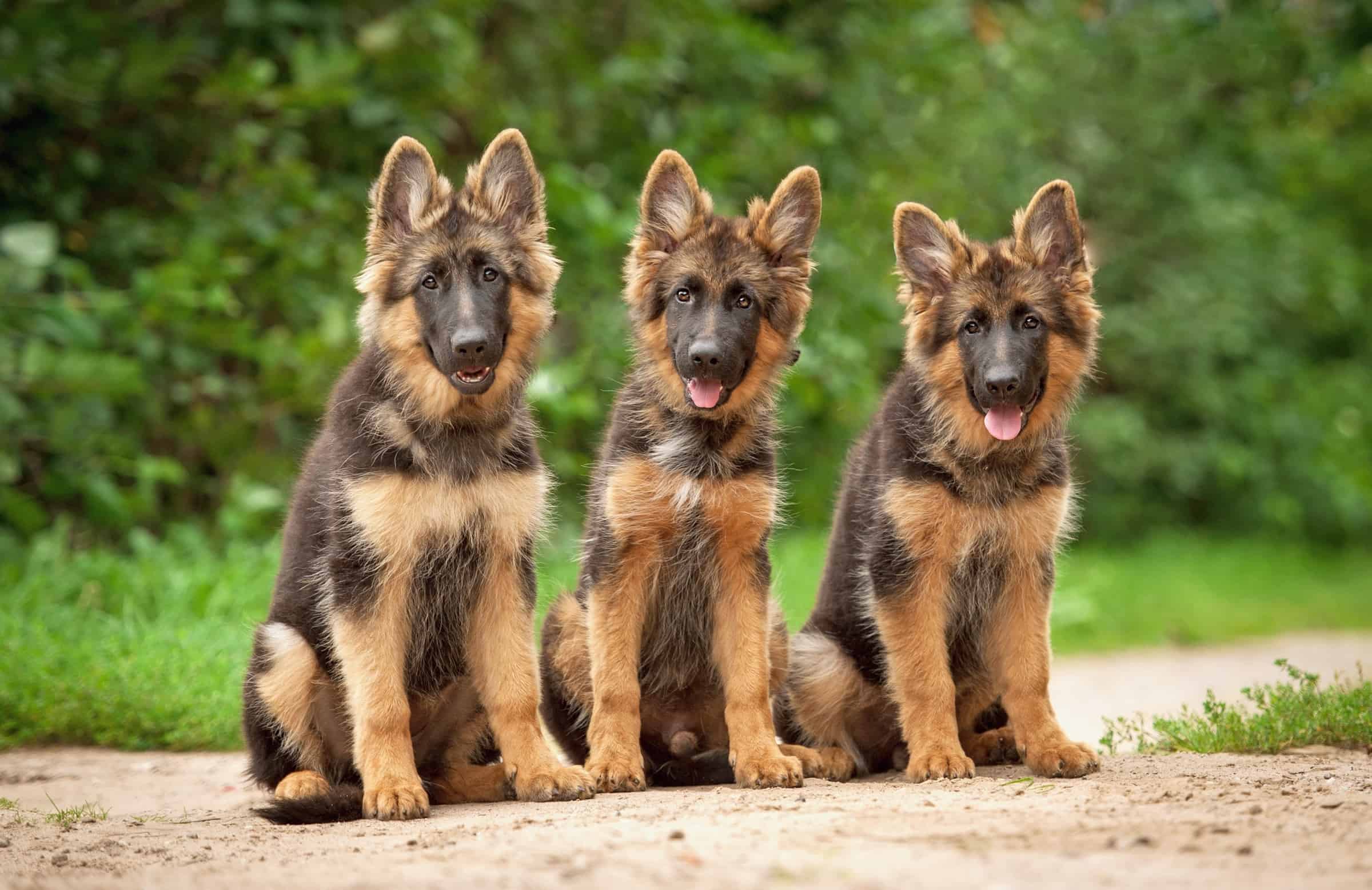 Alsatian | Dog Breed Information, Pictures, Traits & Facts