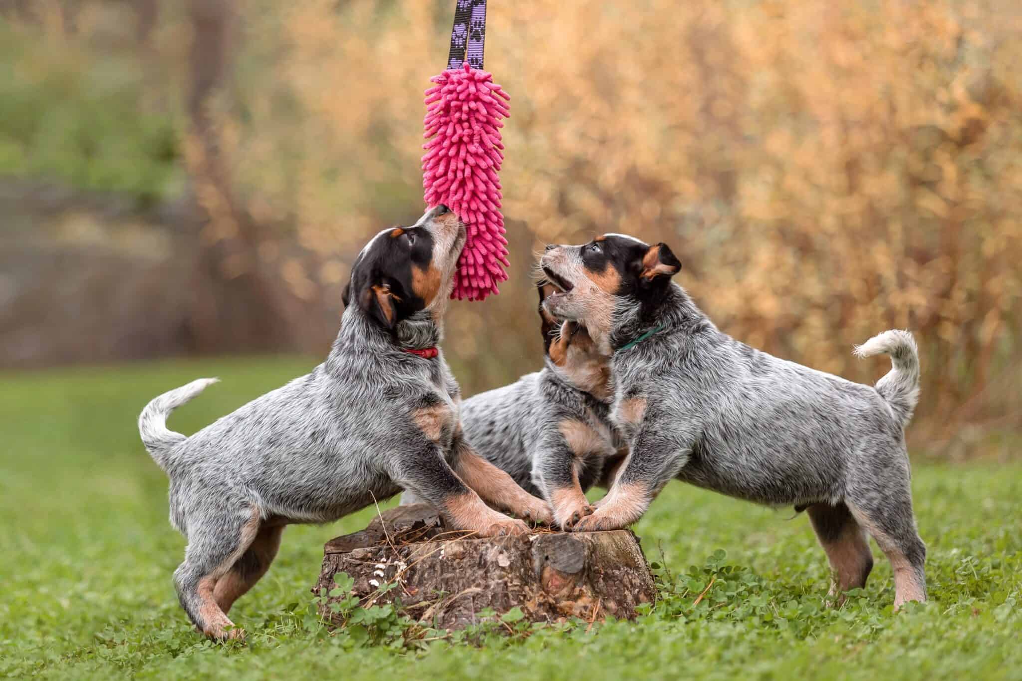 Queensland Heeler | Breed Information, Pictures, Traits & Facts