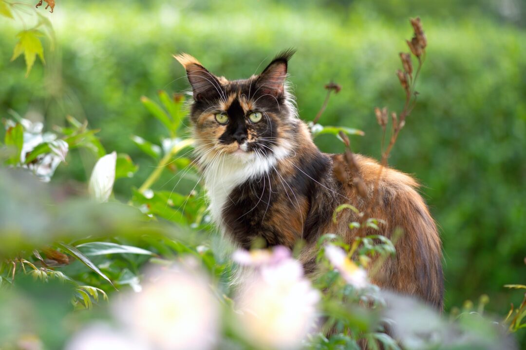 Long-Haired Calico Cat: Can Calico Cats Have Long Hair?