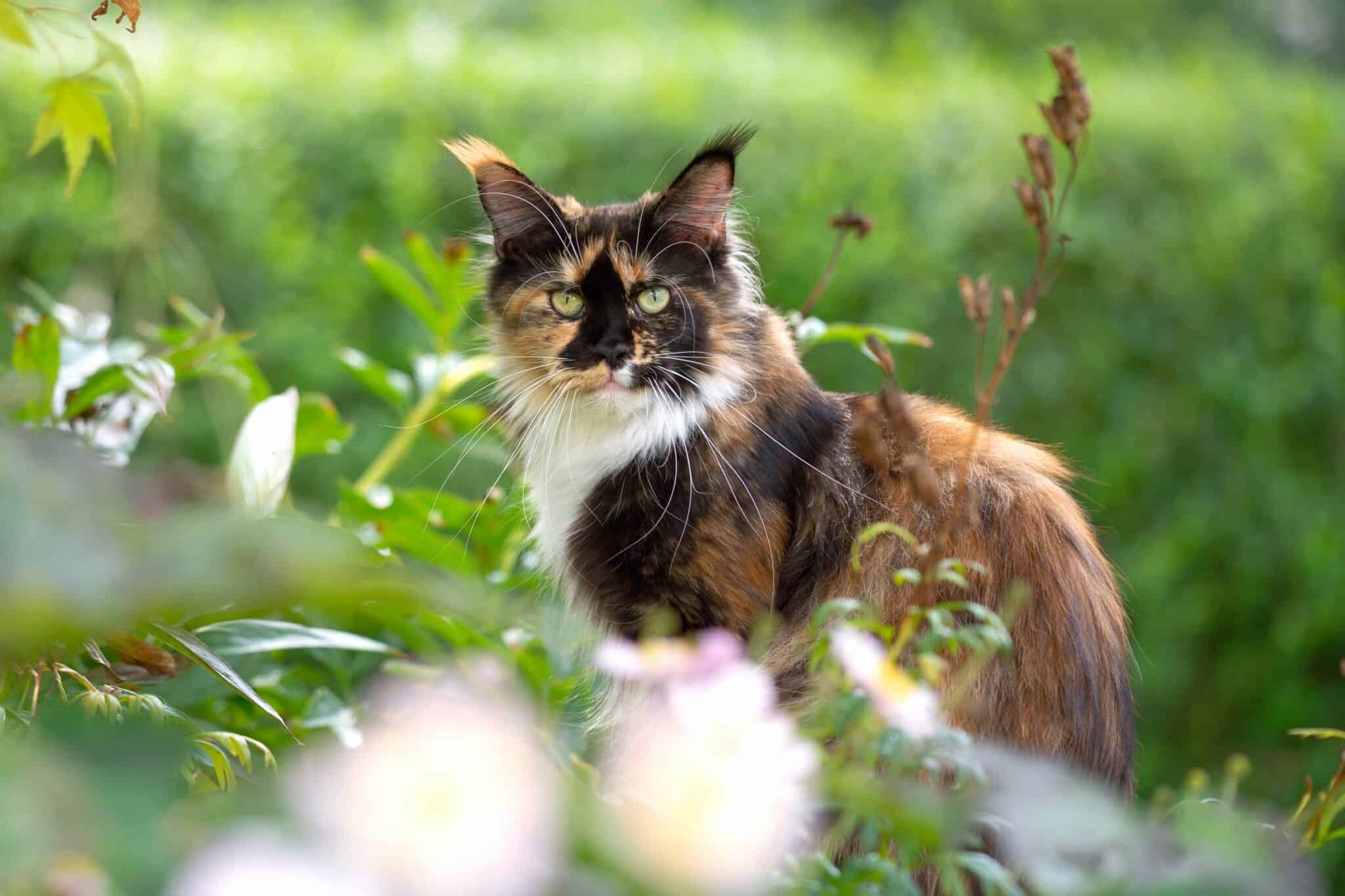 Long-Haired Calico Cat: Can Calico Cats Have Long Hair?