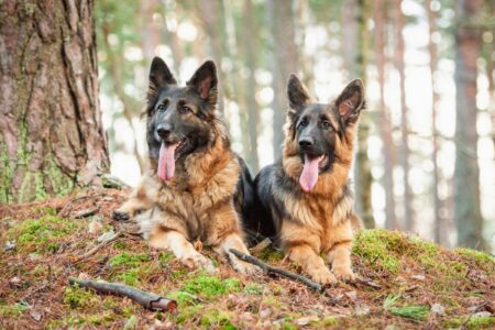 Alsatian | Dog Breed Information, Pictures, Traits & Facts