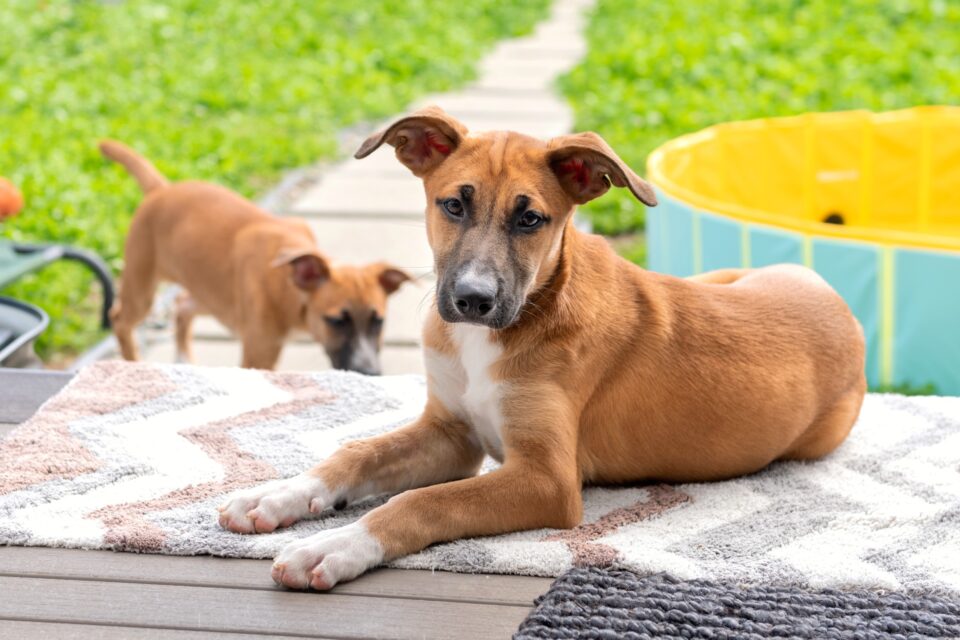 Black Mouth Cur Mixes: 13 Fearless and Protective Crossbreeds