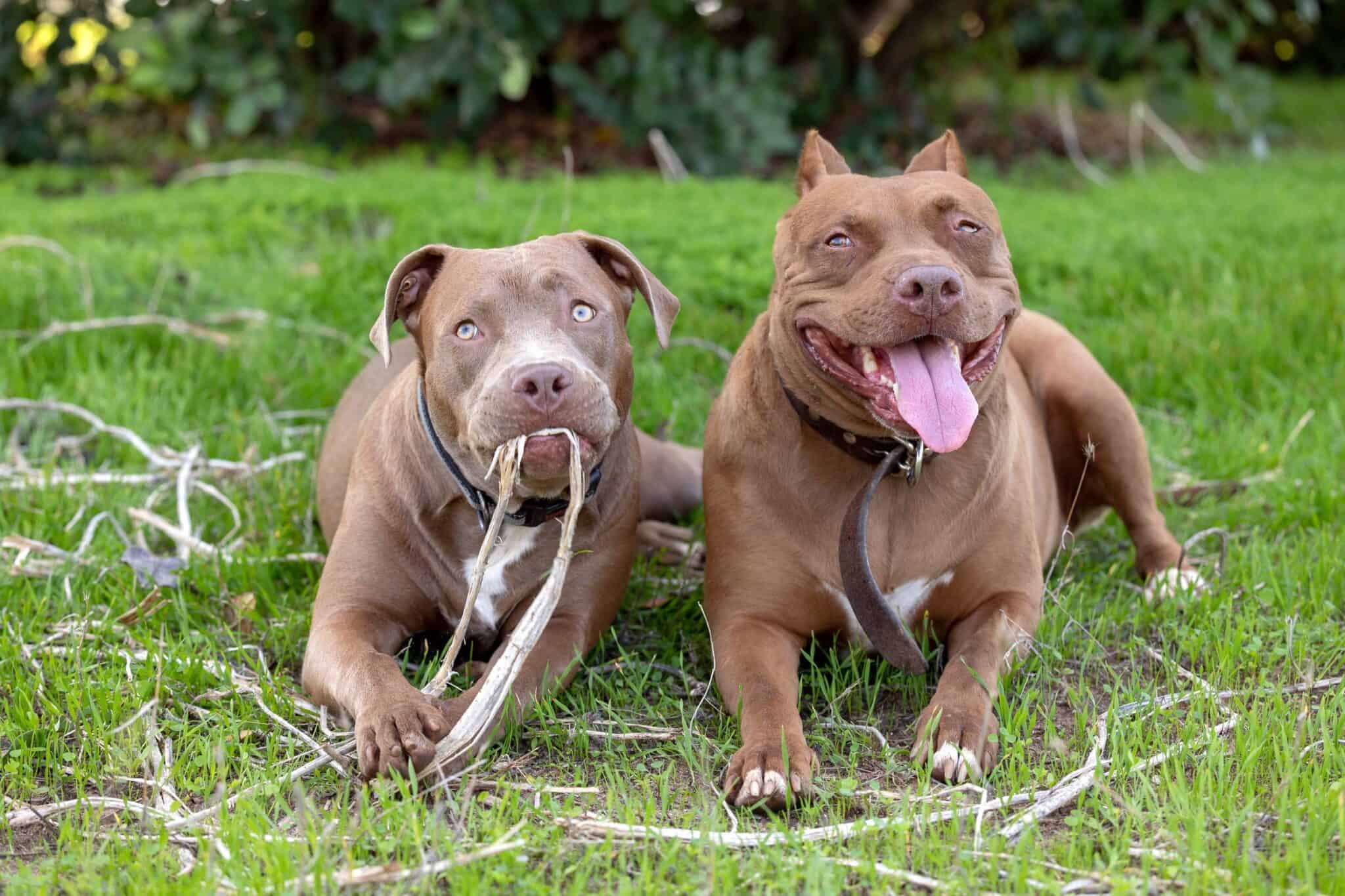 11 Most Popular Pitbull Bloodlines - Bubbly Pet