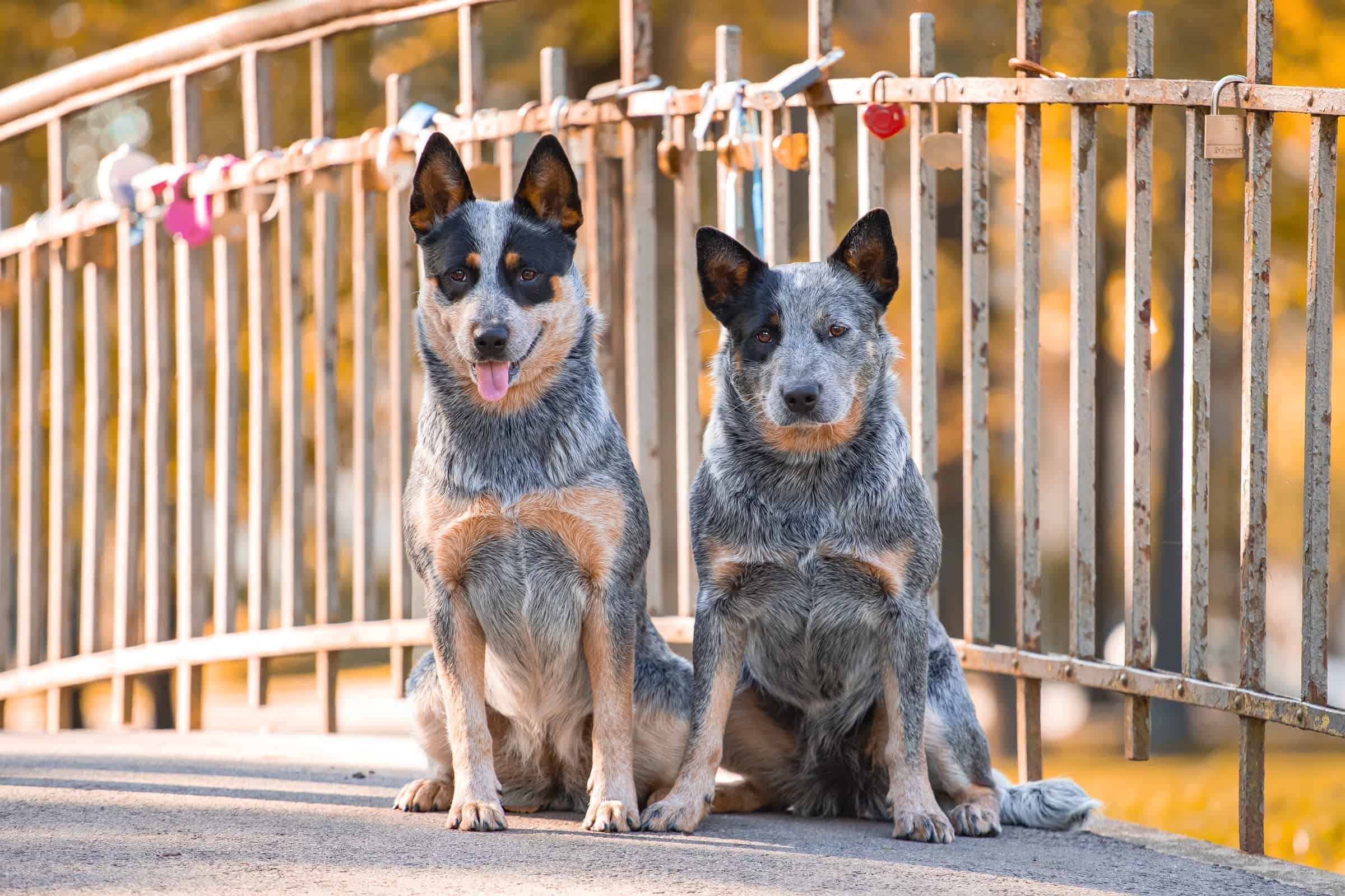 Queensland Heeler | Breed Information, Pictures, Traits & Facts
