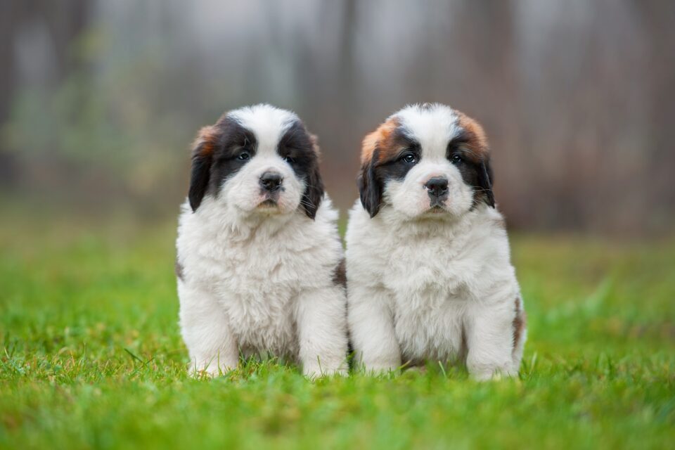 Saint Bernard Mixes 25 Adorable Crossbreeds With Pictures