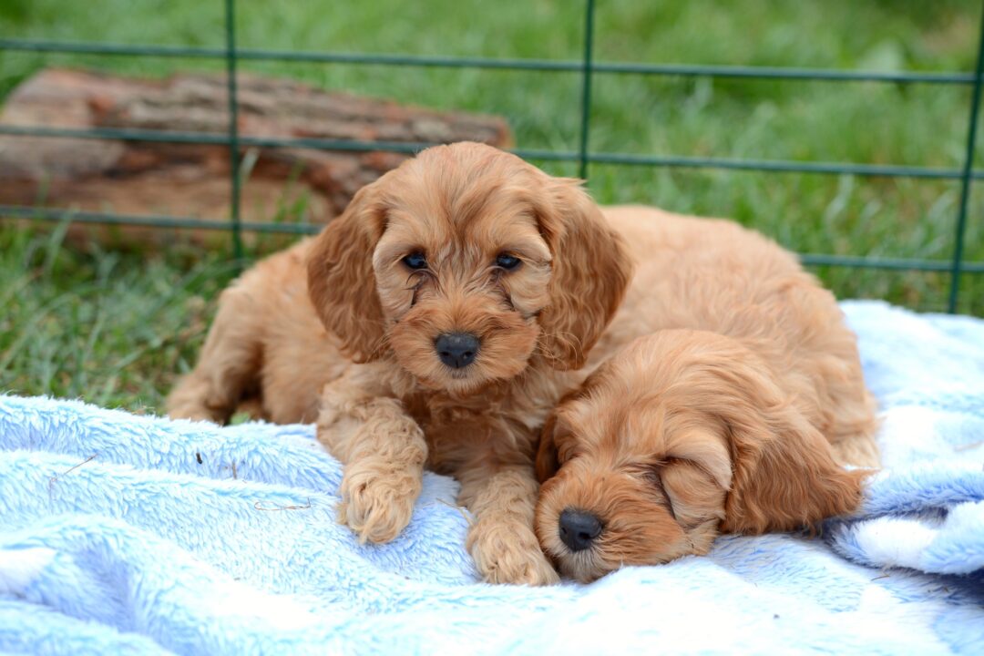 10 Best Cockapoo Breeders (2026): Our Top 10 Picks!