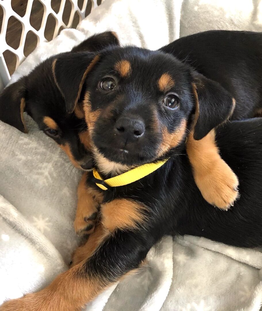 German Shepherd Yorkie Mix: Info, Pictures, Traits & Facts