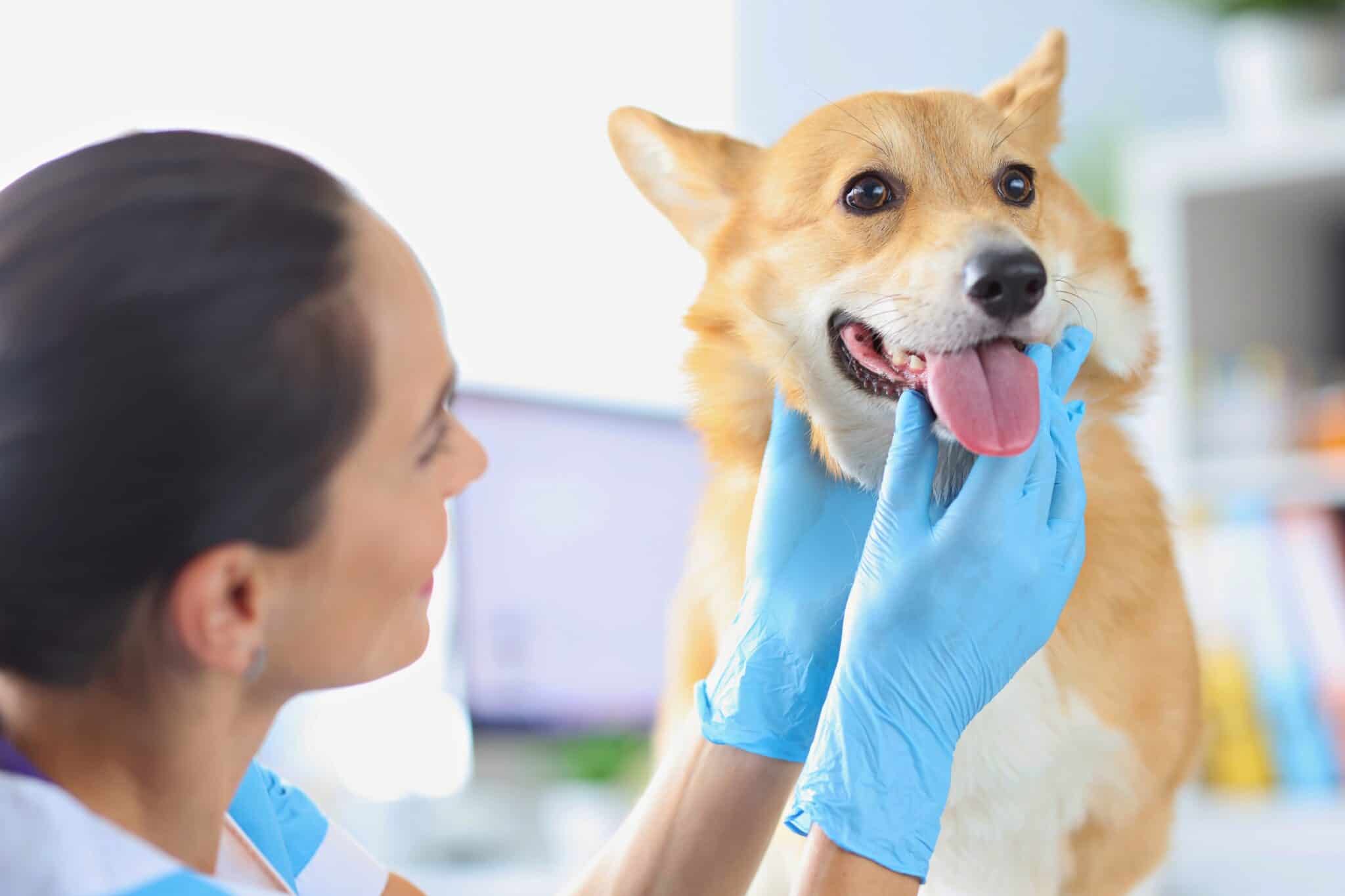 Dog Tongue Color Chart | Symptoms, Causes & What to Do