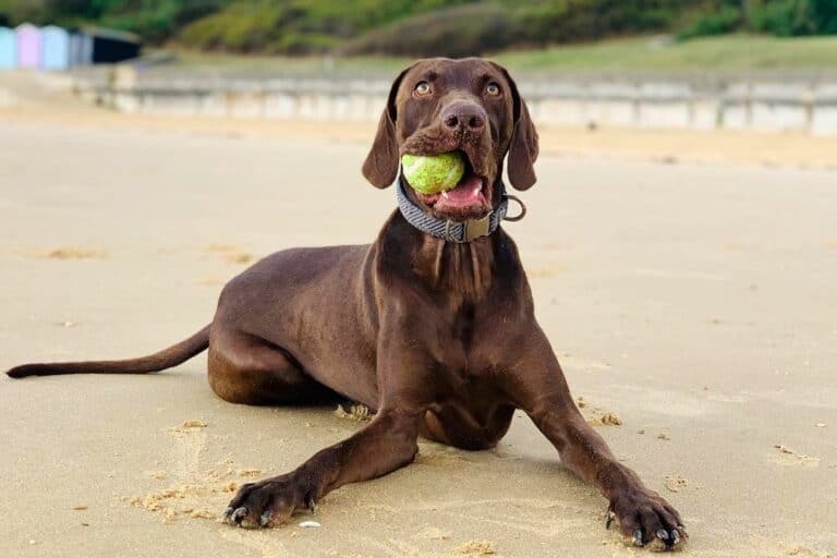 Vizsla Mixes: 25 Loyal Crossbreeds You'll Love