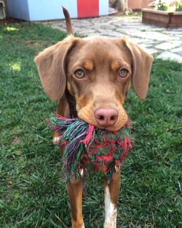 Vizsla Mixes: 25 Loyal Crossbreeds You'll Love