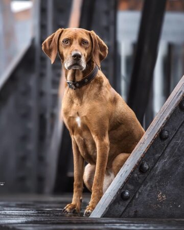 Vizsla Mixes: 25 Loyal Crossbreeds You'll Love