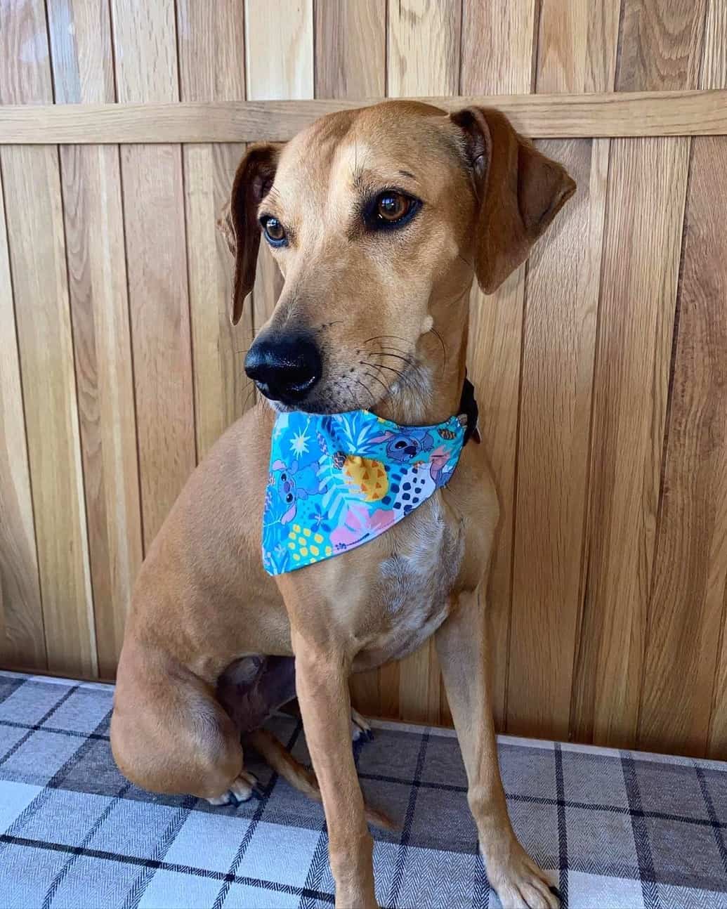 Vizsla Mixes: 25 Loyal Crossbreeds You'll Love