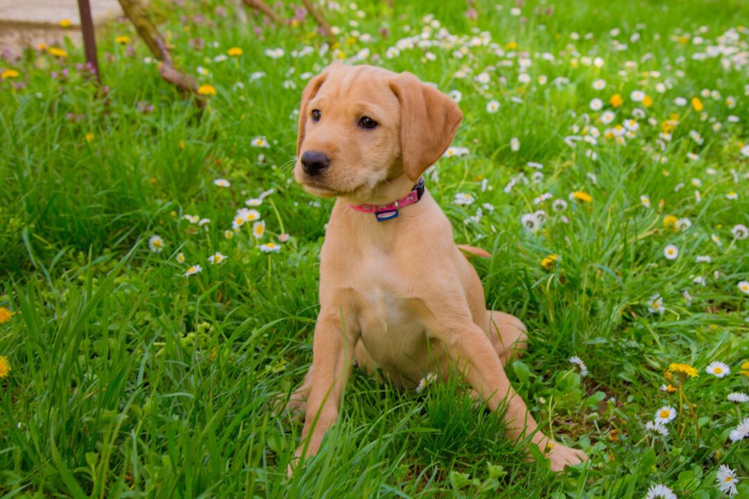 Vizsla Mixes: 25 Loyal Crossbreeds You'll Love