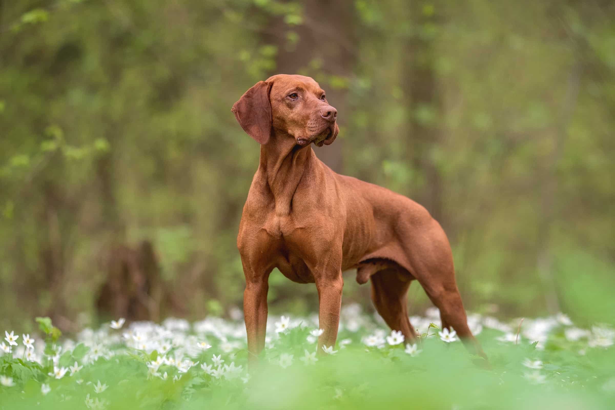 Vizsla Mixes: 25 Loyal Crossbreeds You'll Love (With Pictures)