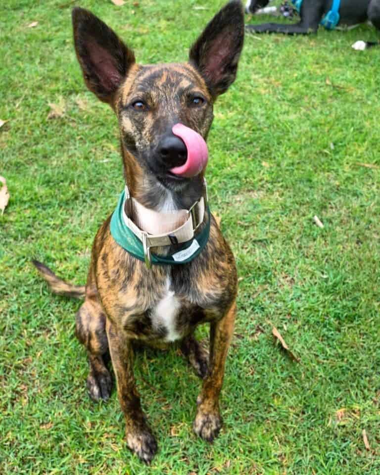 Whippet Mixes: 31 Different Whippet Hybrids