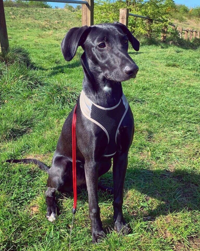 Whippet Mixes: 31 Different Whippet Hybrids