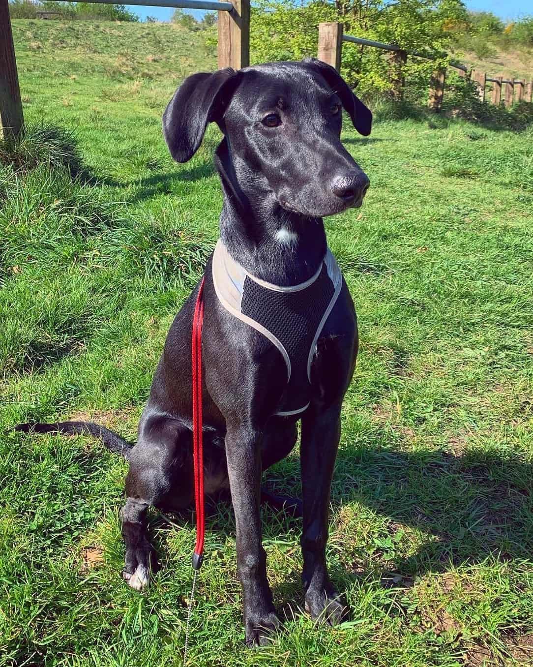 Whippet Mixes: 31 Different Whippet Hybrids