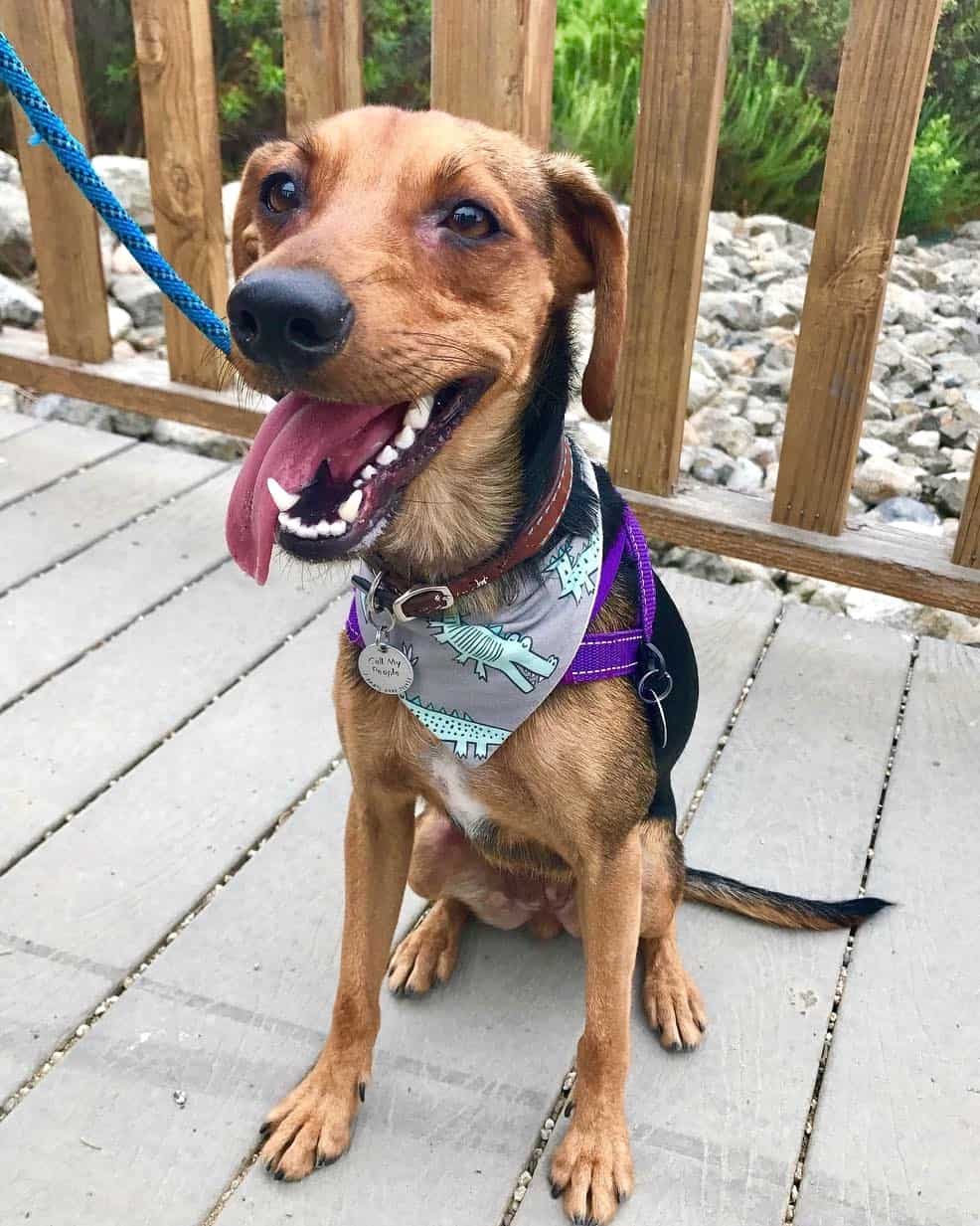 Whippet Mixes: 31 Different Whippet Hybrids