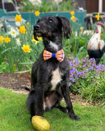 Whippet Mixes: 31 Different Whippet Hybrids