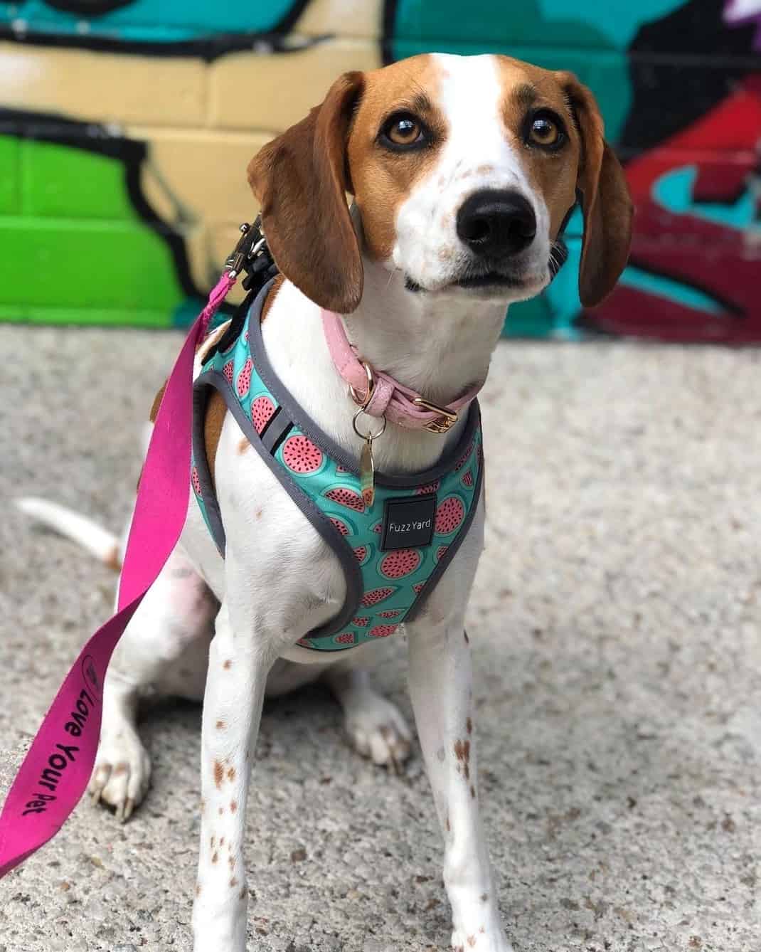 Whippet Mixes: 31 Different Whippet Hybrids