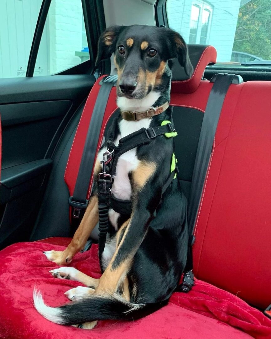 English Springer Spaniel Mixes: 28 Unique & Smart Crossbreeds