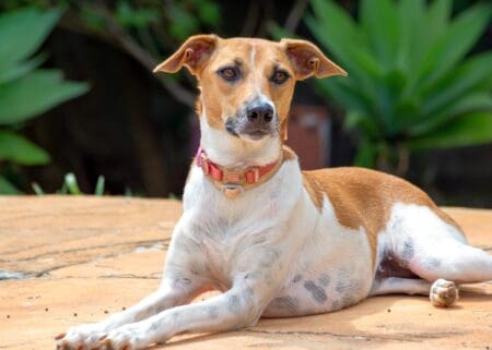 Whippet Mixes: 31 Different Whippet Hybrids