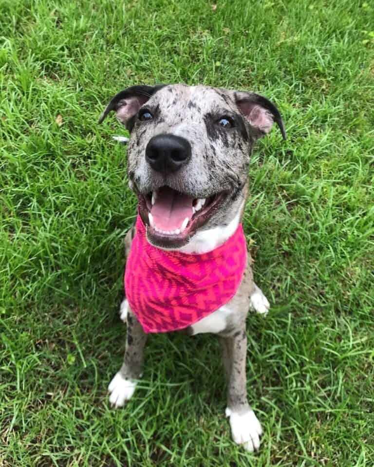 Whippet Mixes: 31 Different Whippet Hybrids