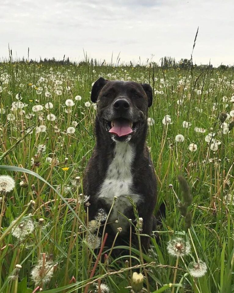 Whippet Mixes: 31 Different Whippet Hybrids (With Pictures)