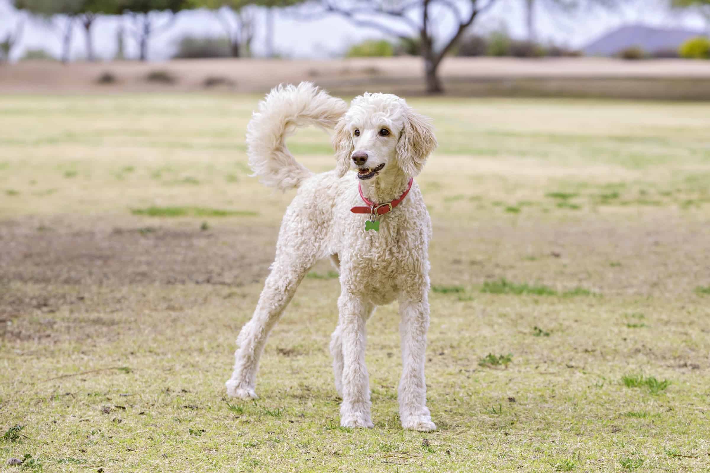 The Cream Goldendoodle: 12 Things You Probably Didn't Know