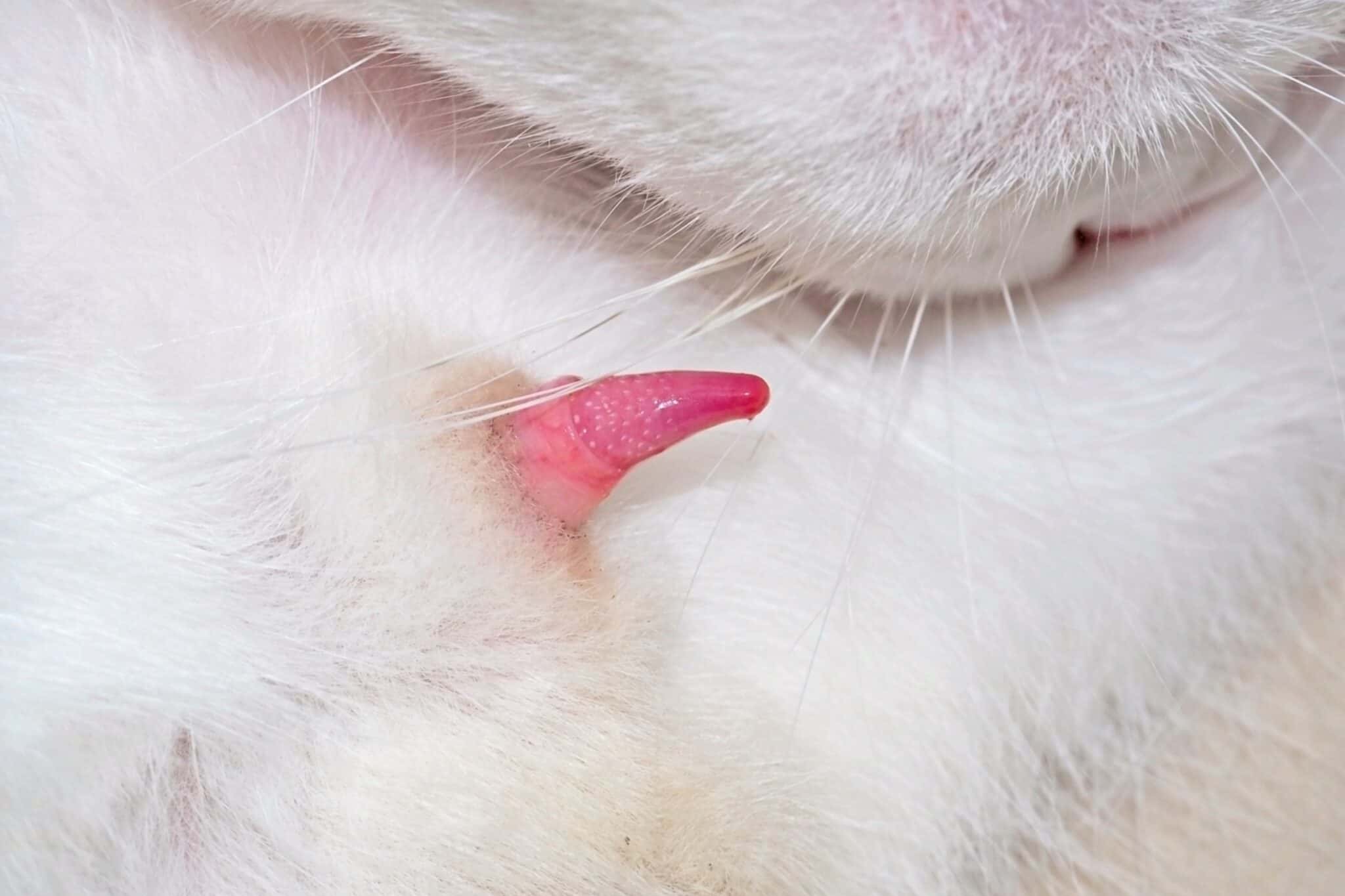Why Is A Male Cat s Penis Barbed Cat Penis Explained Why Is A Male Cat s Penis Barbed Cat Penis Explained