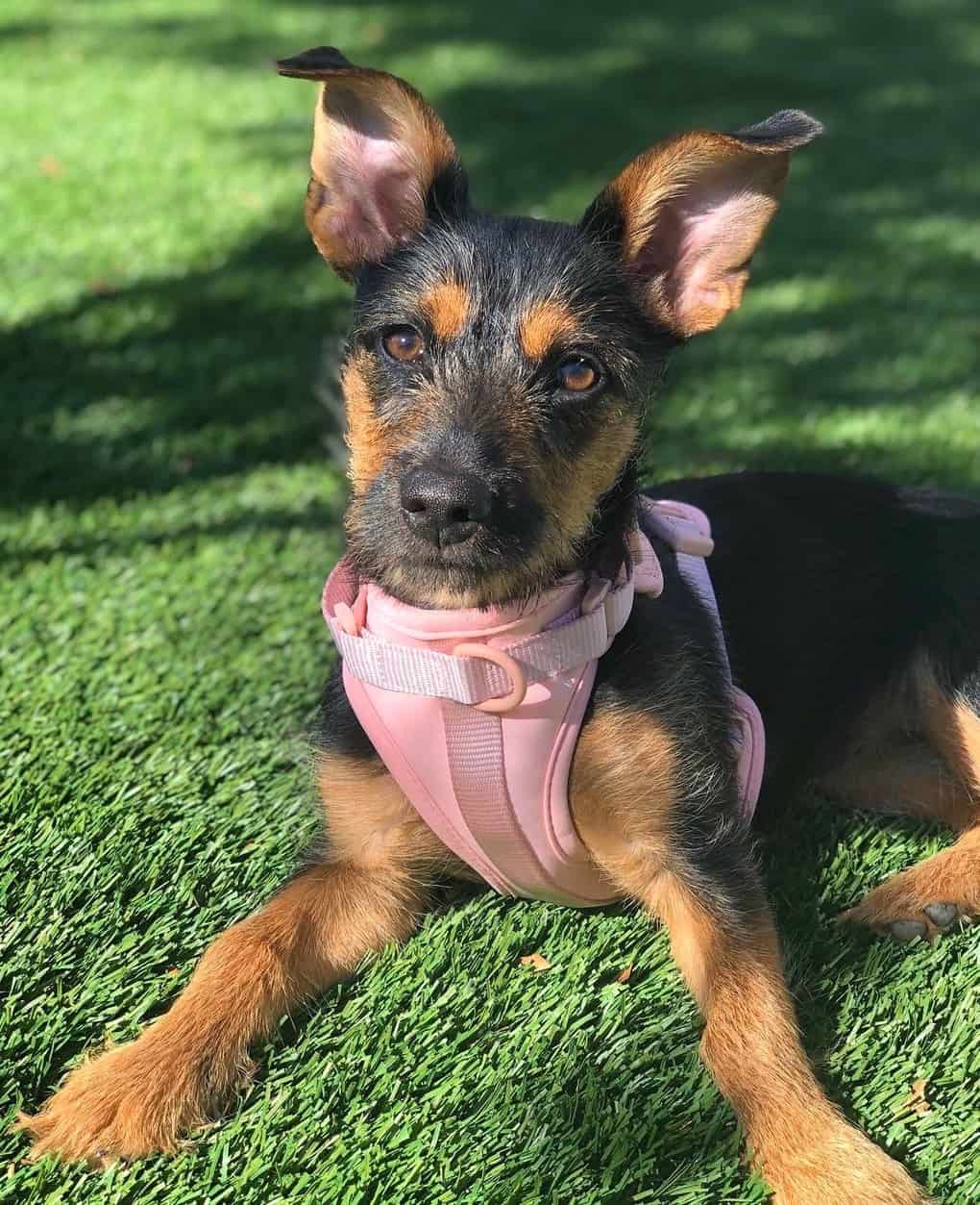 German Shepherd Yorkie Mix: Info, Pictures, Traits & Facts
