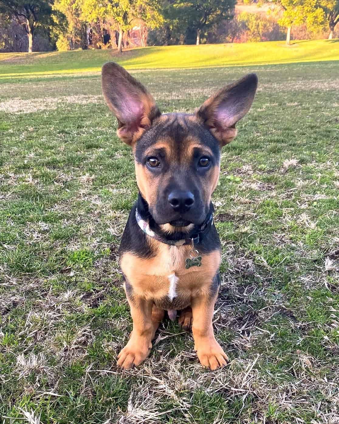French Bulldog German Shepherd Mix: Info, Pictures & Facts