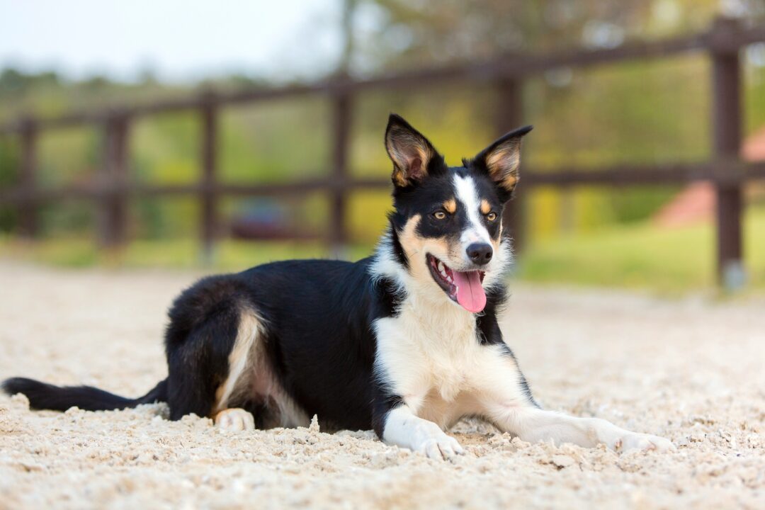 Short-Haired Border Collie: Facts, Pictures, Health & FAQs