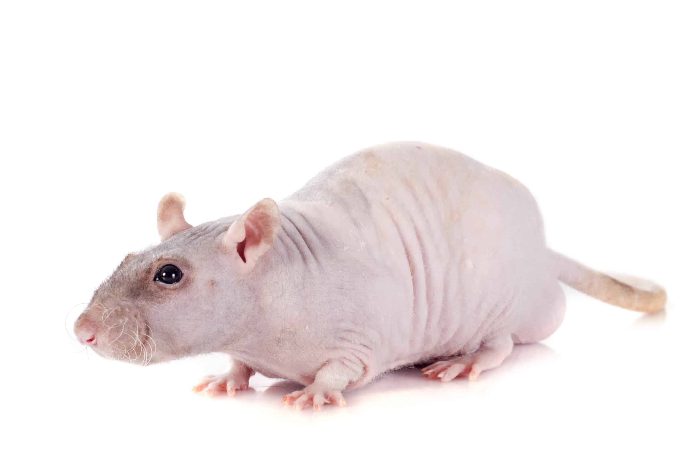 Hairless Rat: Facts, Personality, Lifespan & Care (With Pictures)