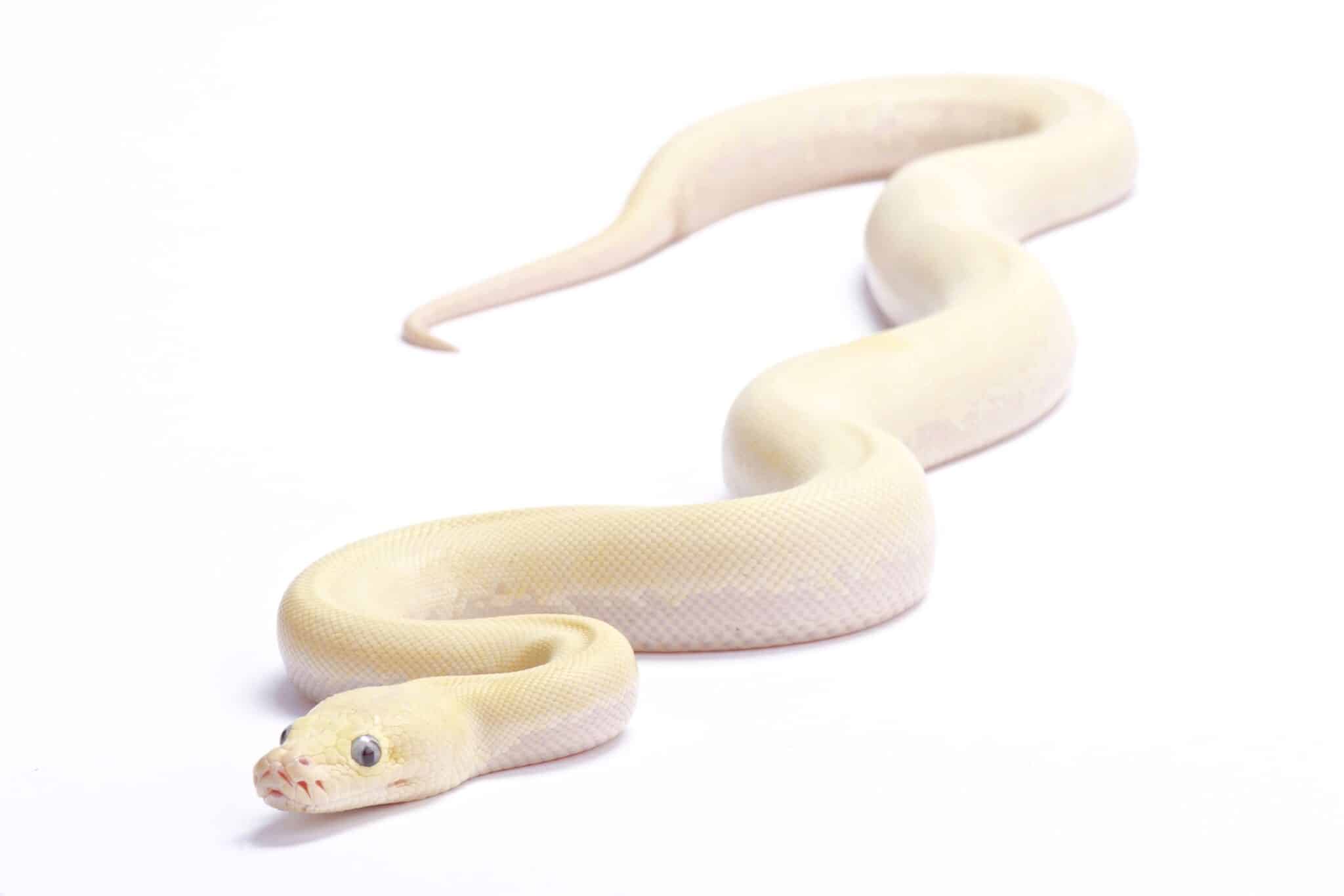 What Is an Albino Snake? - Everything You Need to Know