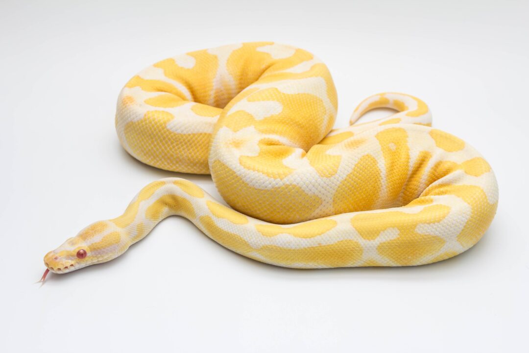What Is an Albino Snake? - Everything You Need to Know