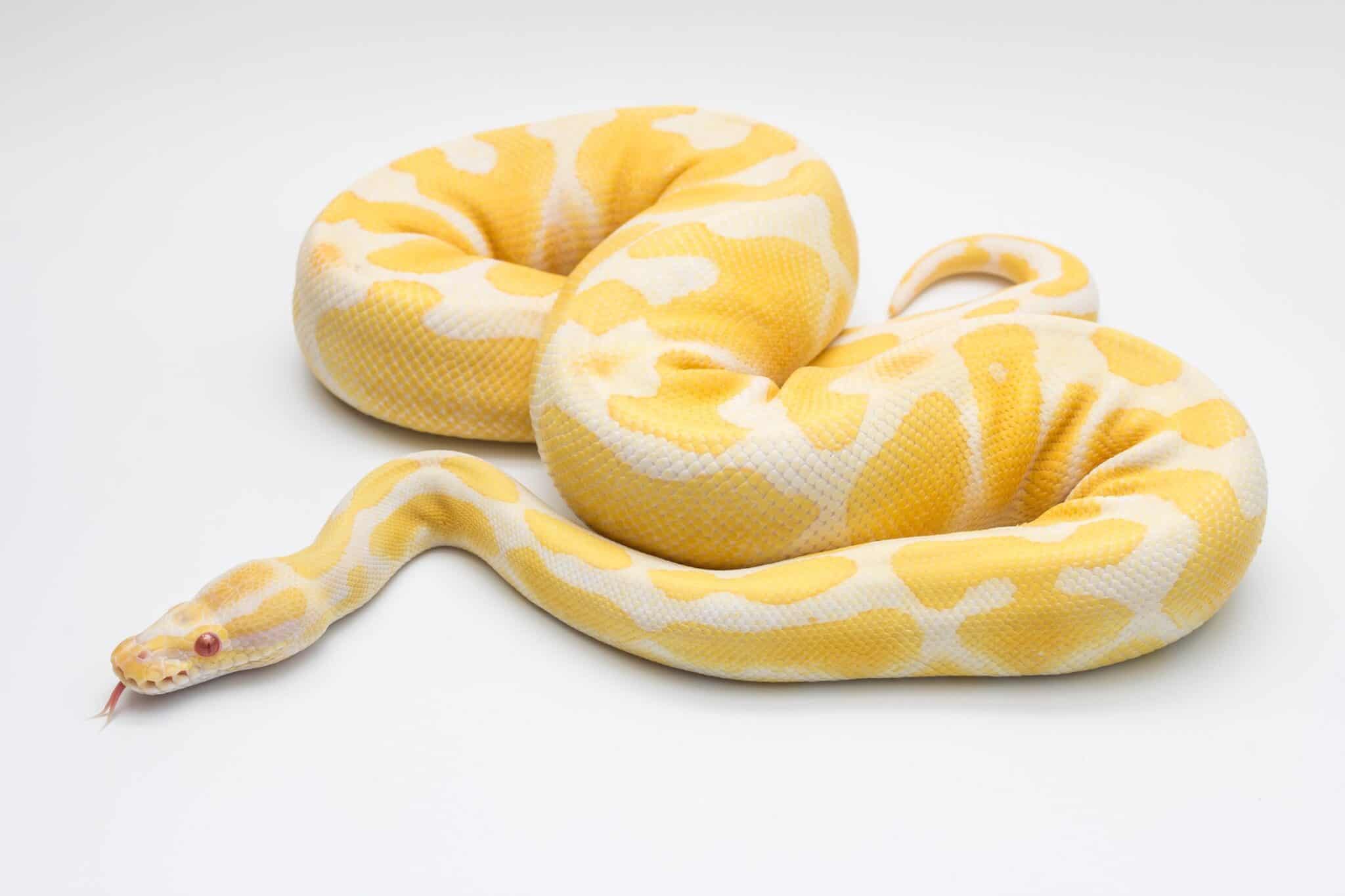 What Is an Albino Snake? - Everything You Need to Know