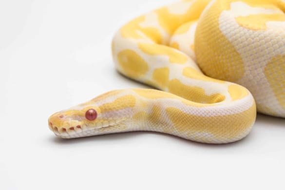 What Is an Albino Snake? - Everything You Need to Know