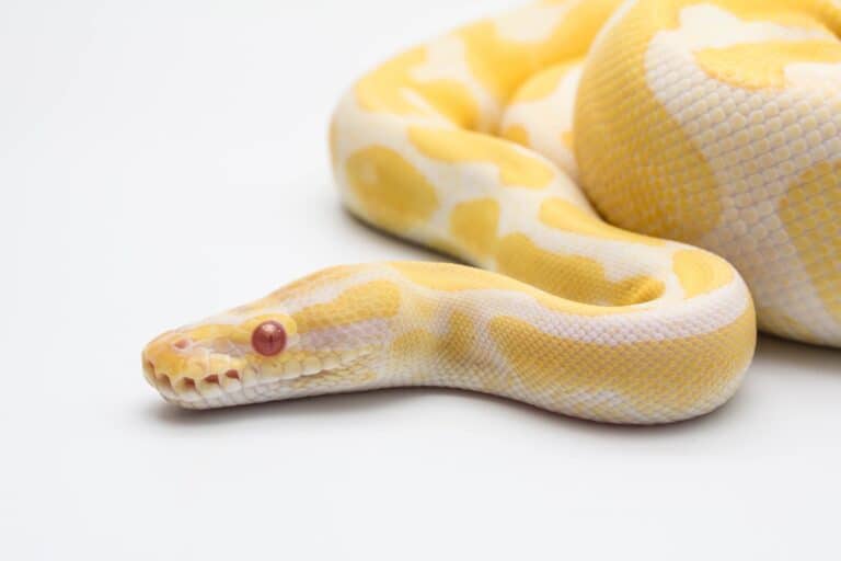 What Is an Albino Snake? - Everything You Need to Know