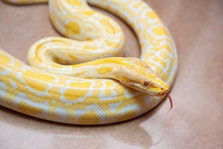 What Is an Albino Snake? - Everything You Need to Know