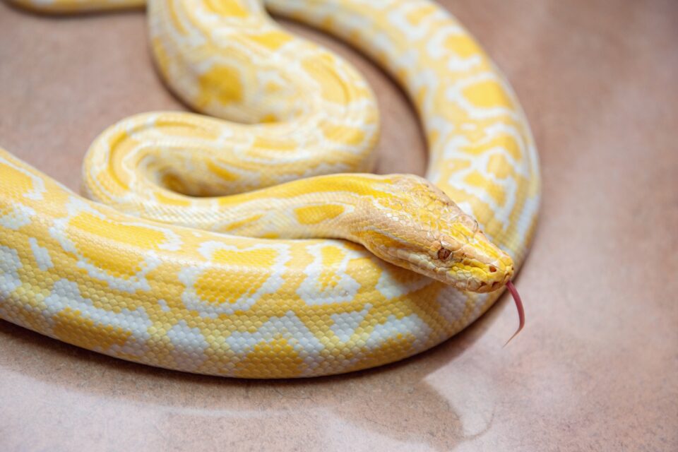 What Is an Albino Snake? - Everything You Need to Know