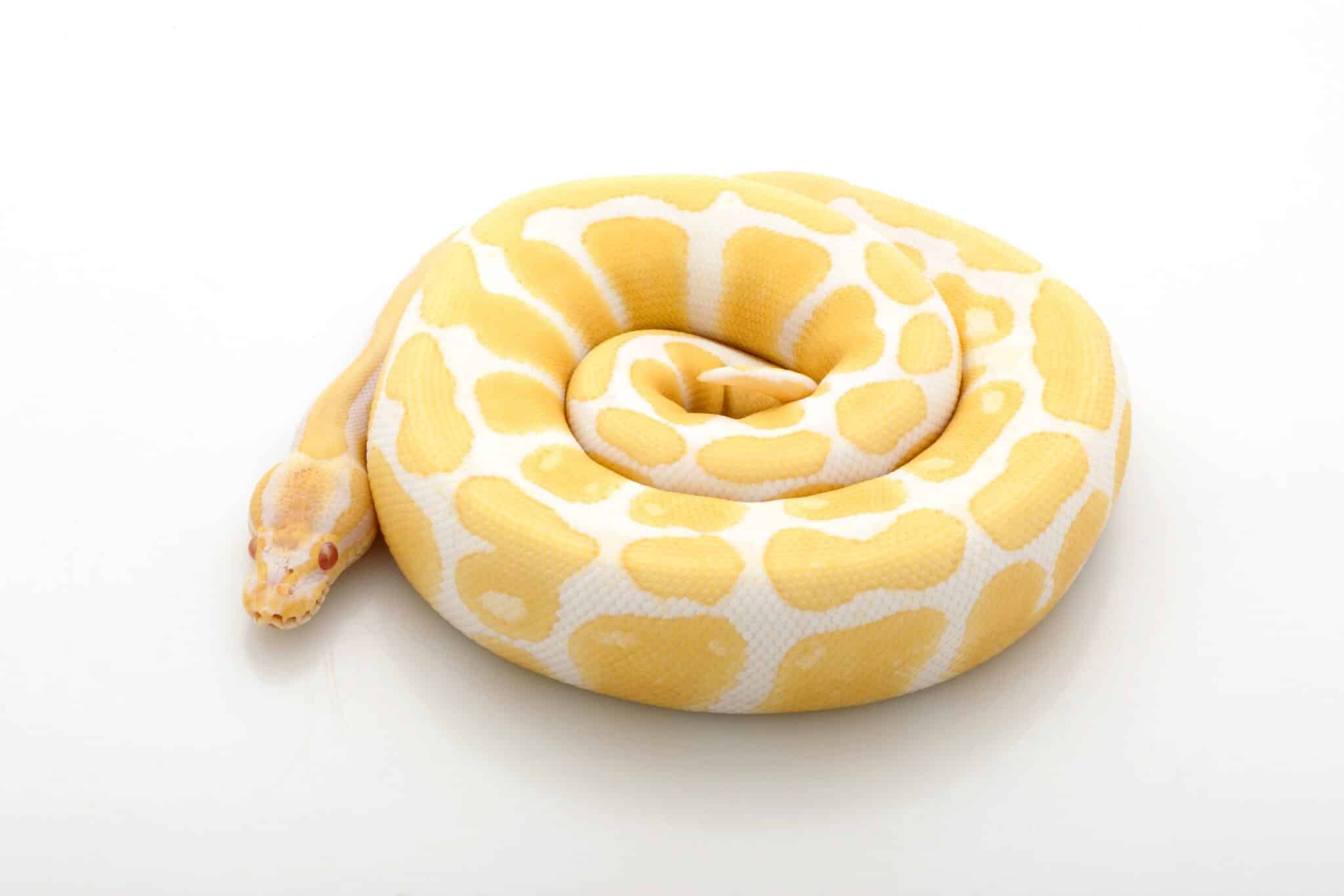 What Is an Albino Snake? - Everything You Need to Know