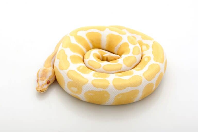 What Is an Albino Snake? - Everything You Need to Know