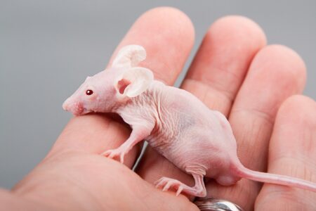 Hairless Rat: Facts, Personality, Lifespan & Care