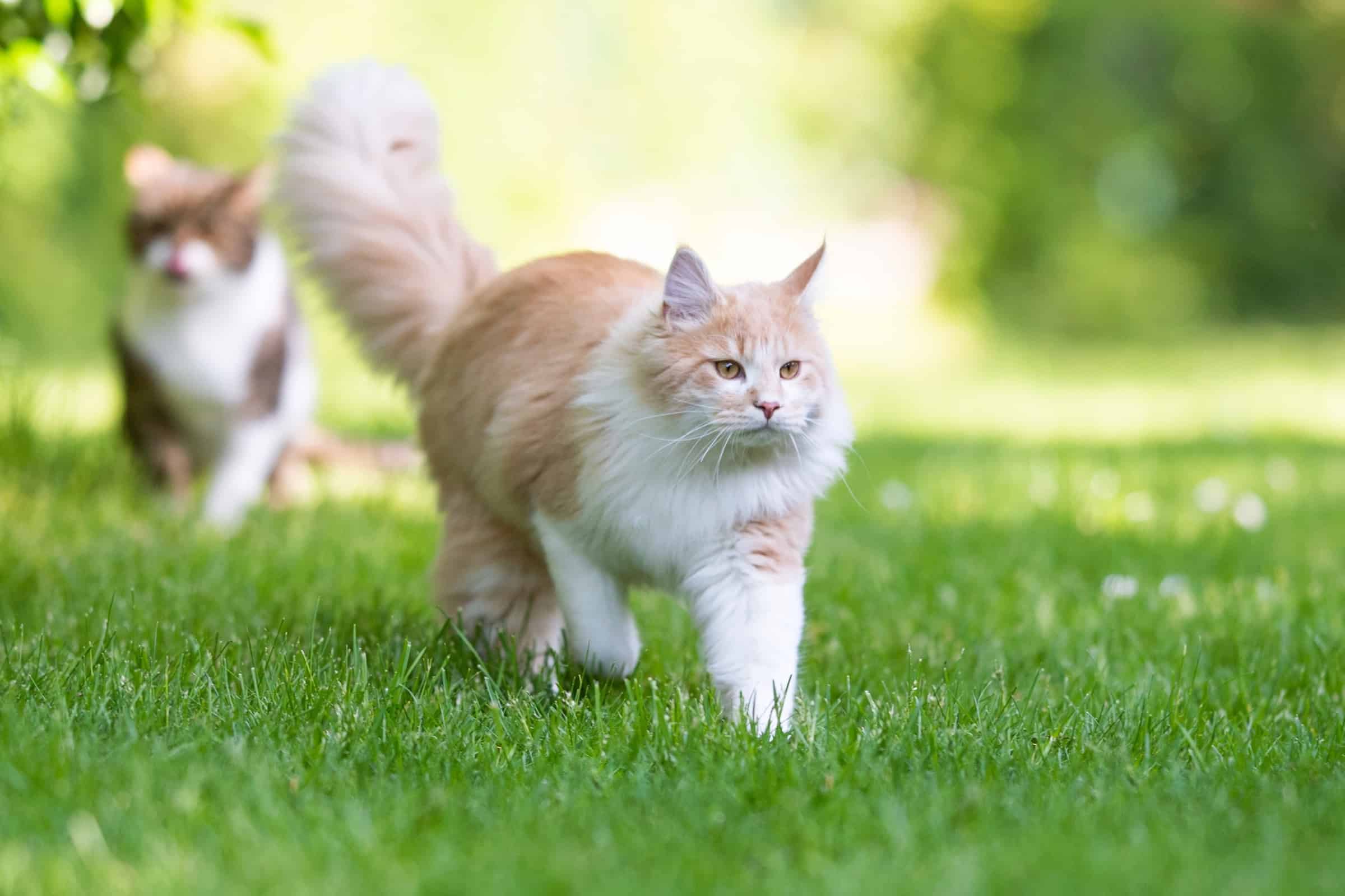 10 Fun Facts About Cream-Colored Cats (& Cream Tabby Cats)