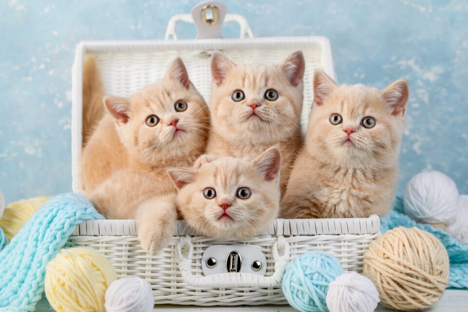 10 Fun Facts About Cream-Colored Cats (& Cream Tabby Cats)