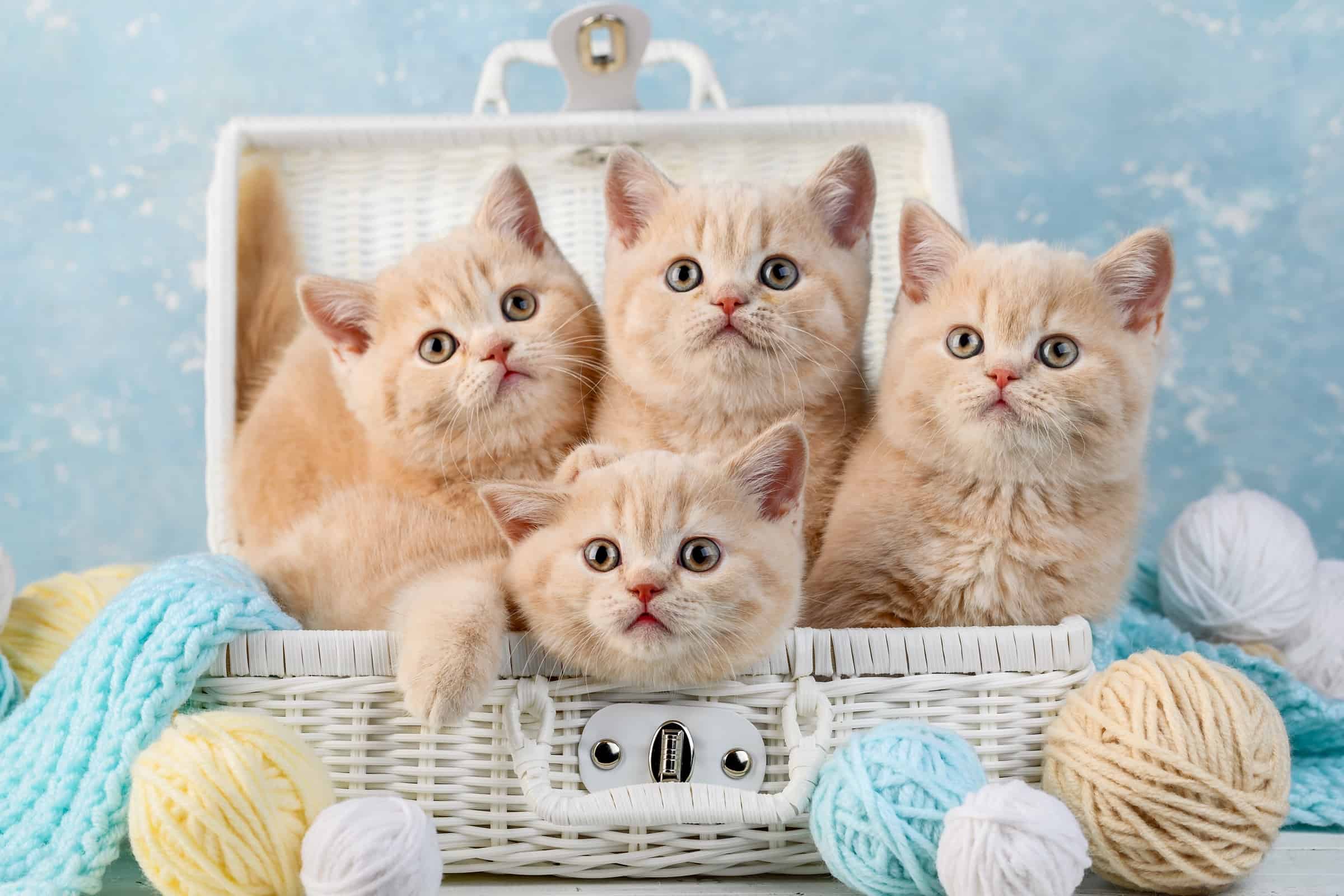 10 Fun Facts About Cream-Colored Cats (& Cream Tabby Cats)