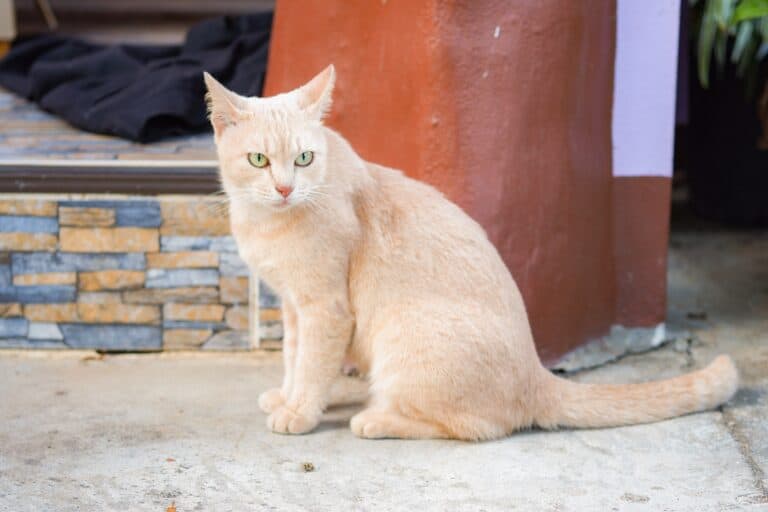 10 Fun Facts About Cream-Colored Cats (& Cream Tabby Cats)