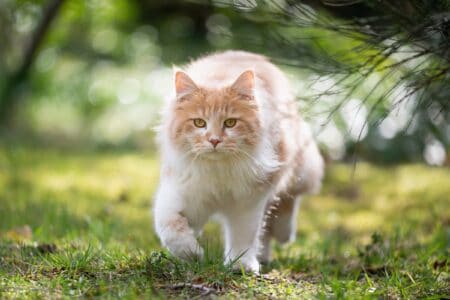 10 Fun Facts About Cream-Colored Cats (& Cream Tabby Cats)